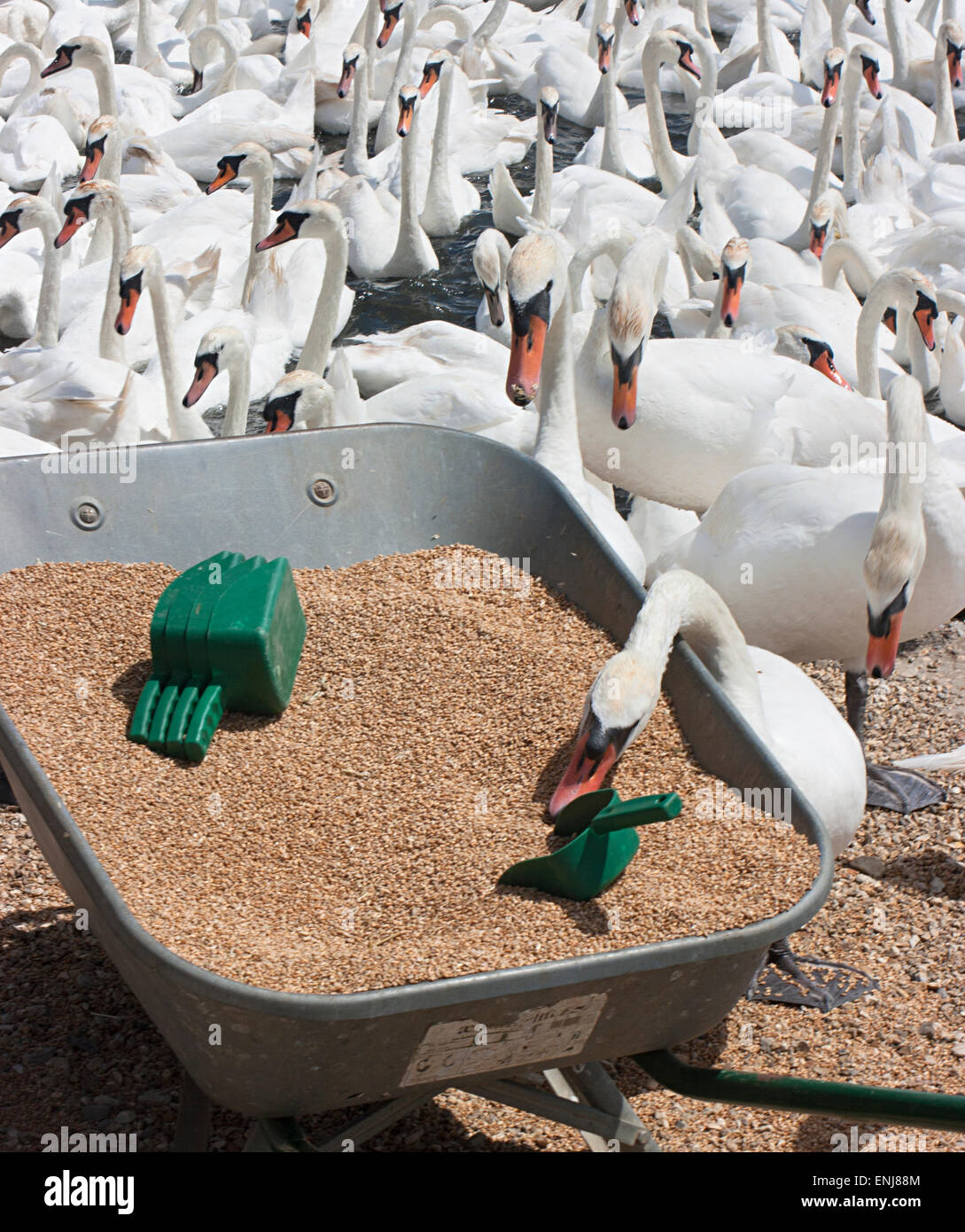 Hopper swan hi-res stock photography and images - Alamy
