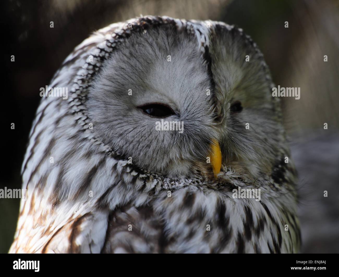 Tired owl hi-res stock photography and images - Alamy