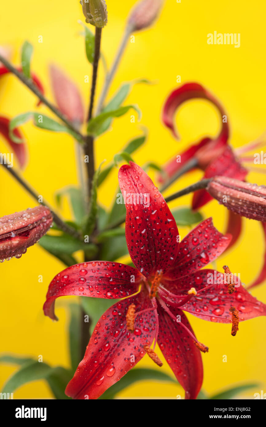 Single stargazer lily with leaf hi-res stock photography and images - Alamy