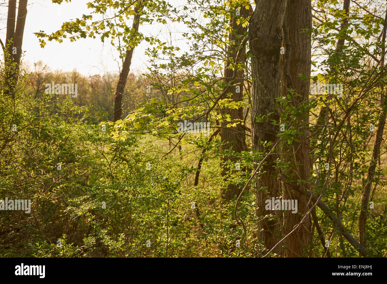 Forests and fields in Spring, Lebanon County, Pennsylvania, USA Stock ...