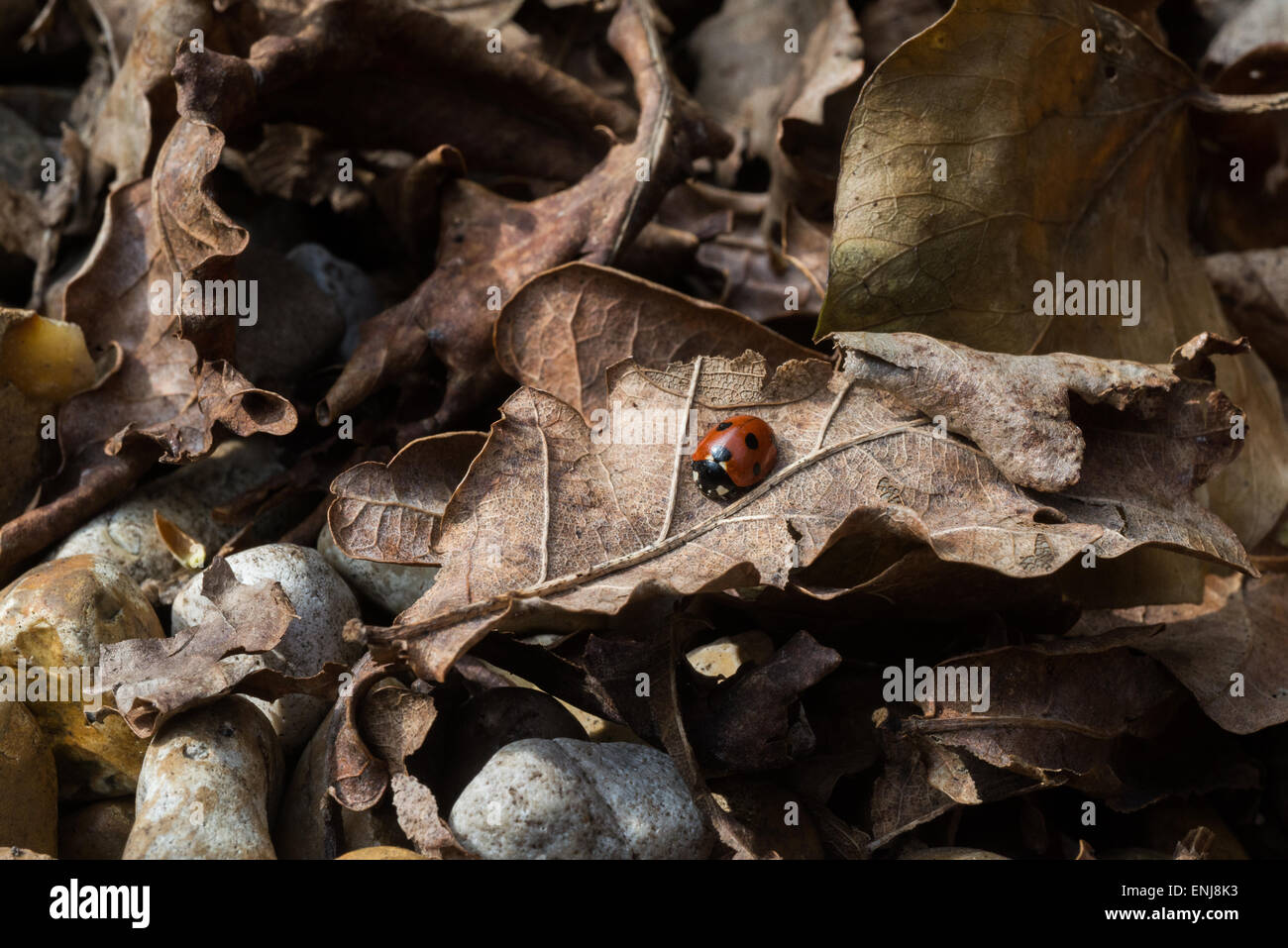 Sleeping Ladybird sleeping amongst the falling leaves Stock Photo - Alamy