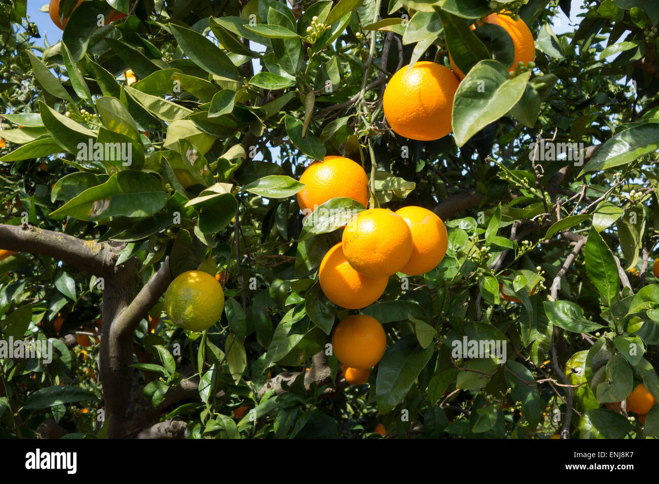 Oranges on tree florida hi-res stock photography and images - Alamy