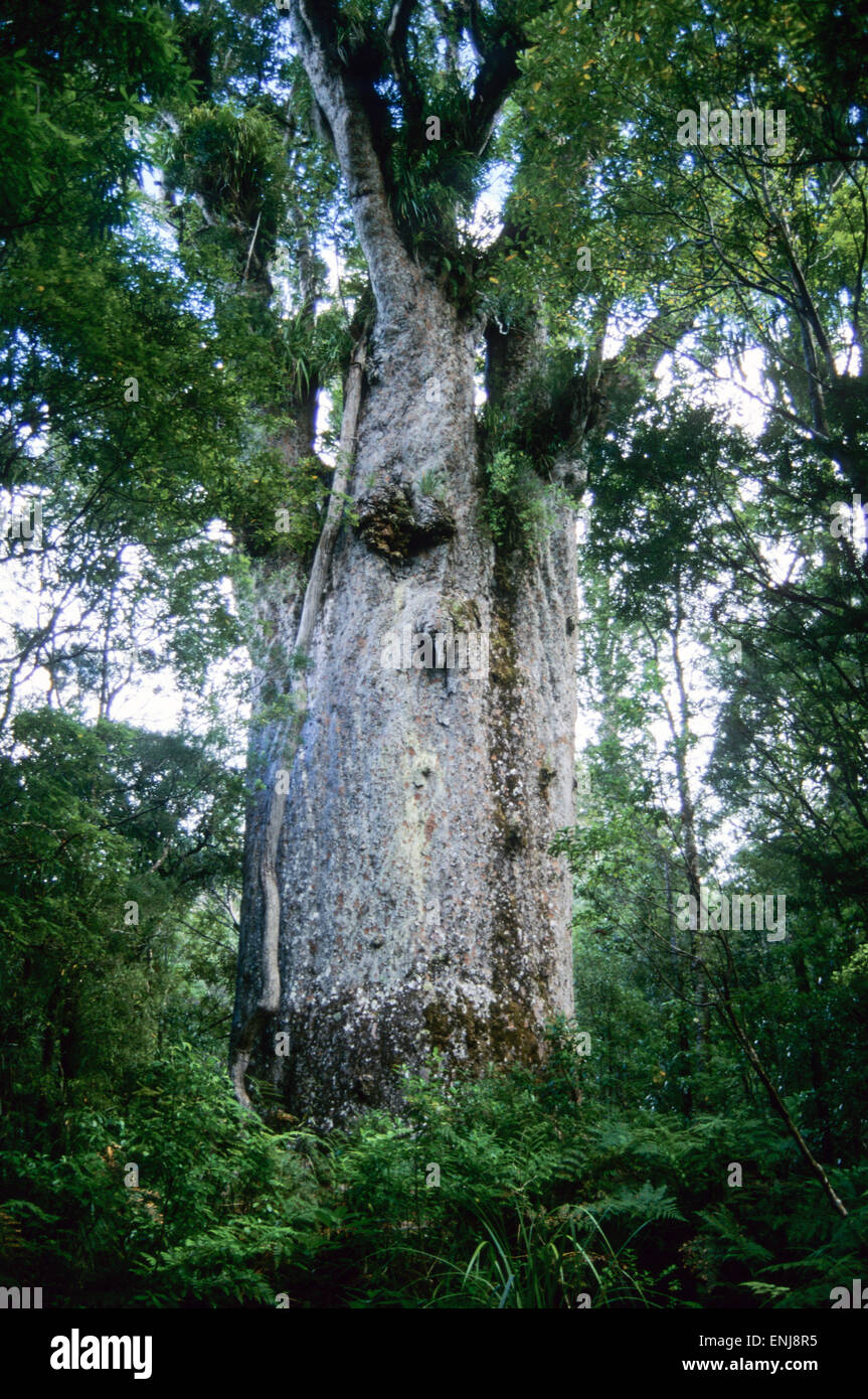 Kauri Tree, New Zealand Stock Photo - Alamy