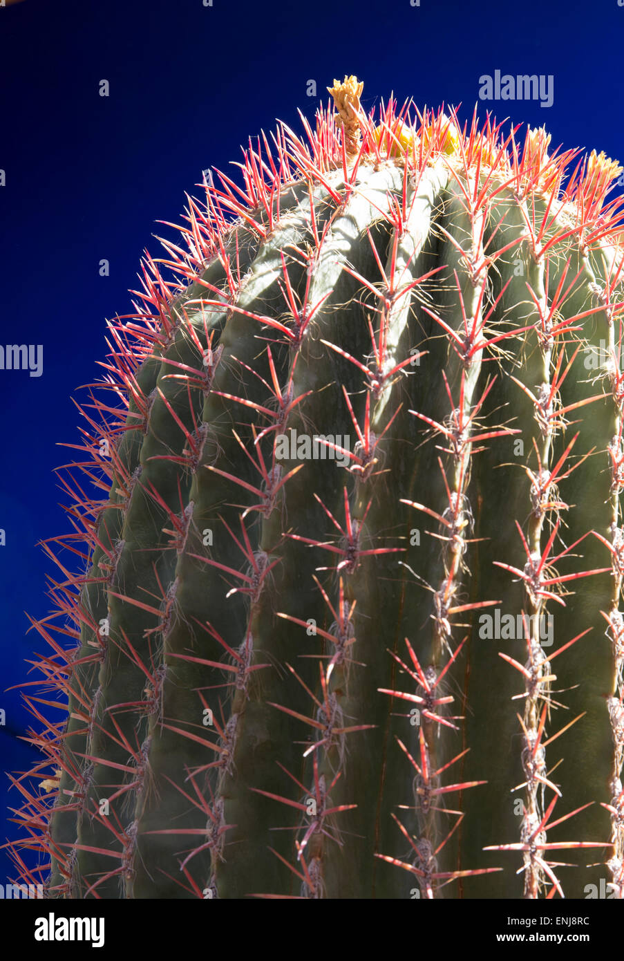 Ferocactus pilosus cactus in flower flowering in a cacti cactus garden ...