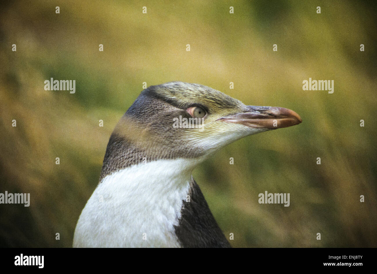 Endangered yellow eyed penguin megadyptes antipodes hi-res stock ...