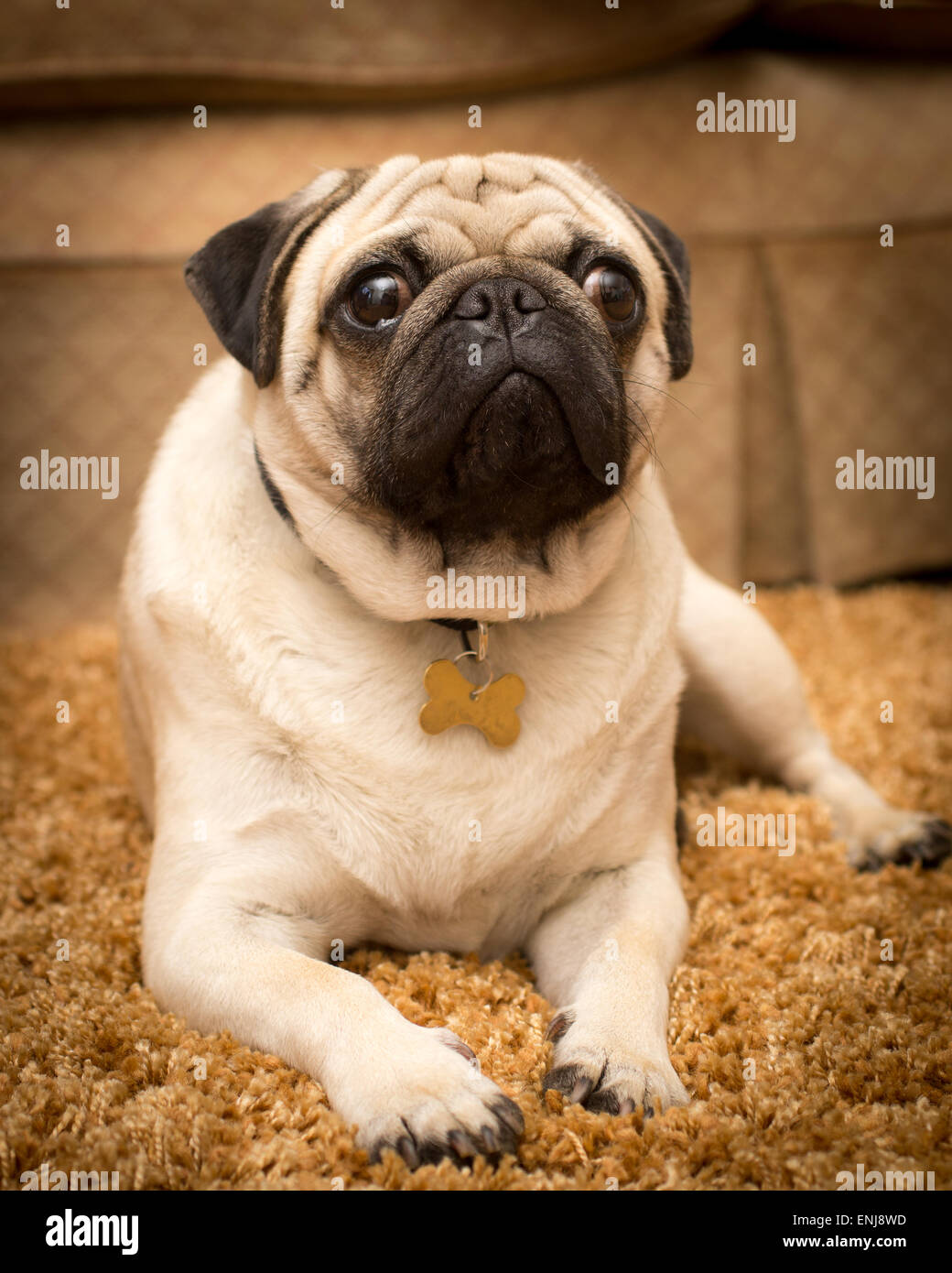A Pug dog laying on a rug Stock Photo - Alamy