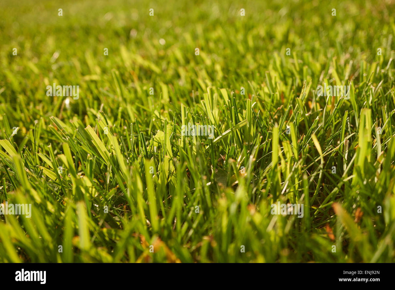 lawn grass, York County, PA, USA Stock Photo - Alamy