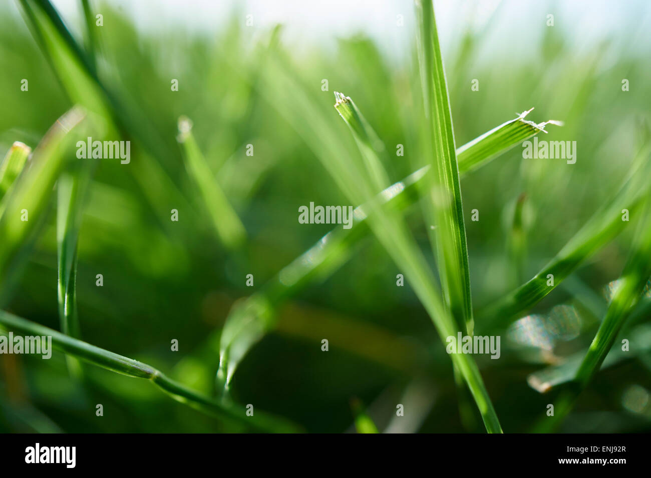 Lawn grass hi-res stock photography and images - Alamy