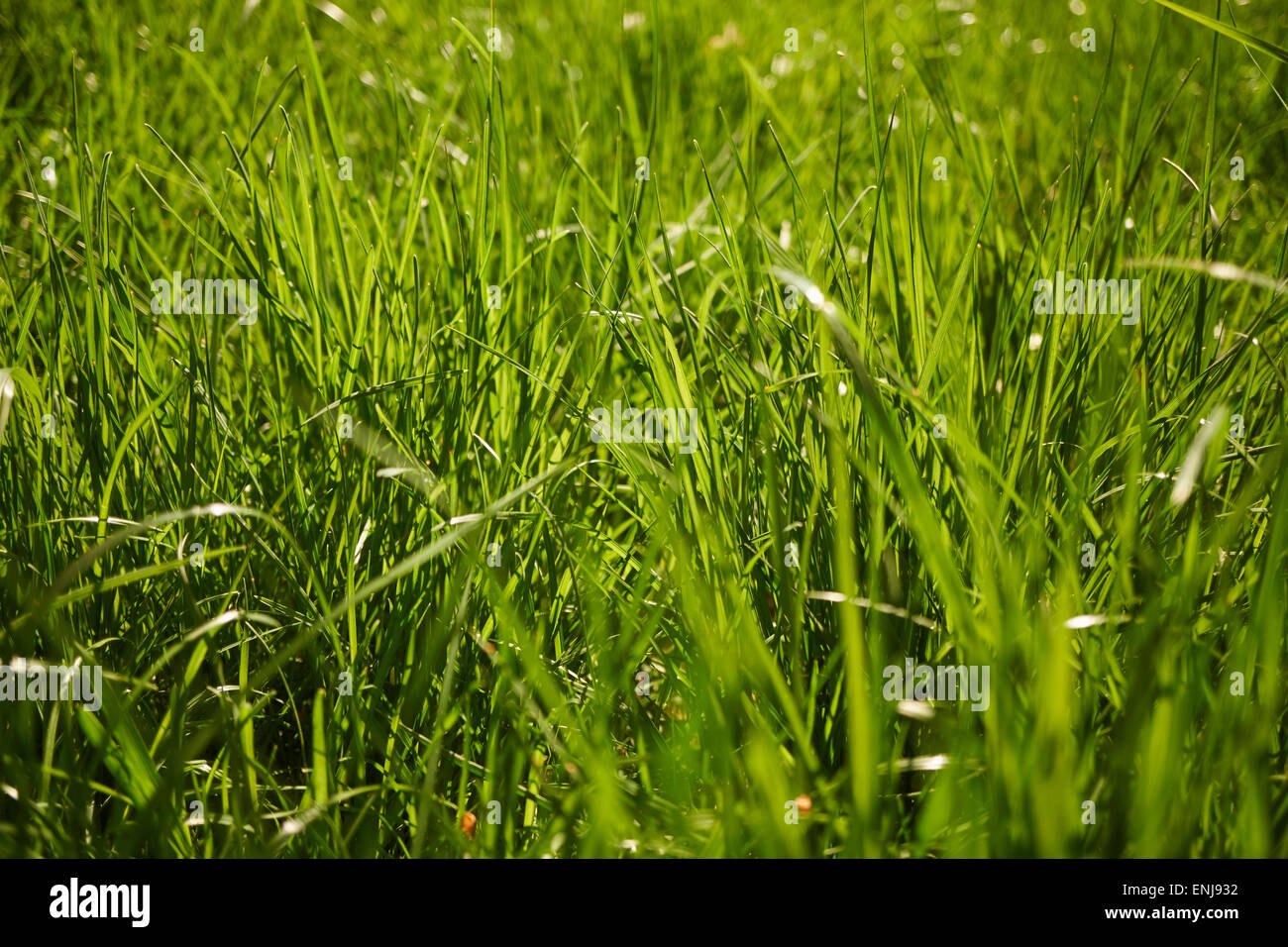Lawn grass hi-res stock photography and images - Alamy
