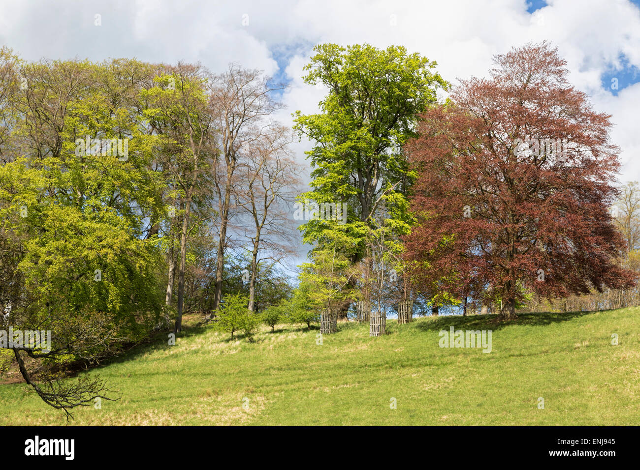 Colorful trees in the landscaped park by Lancelot 'Capability' Brown at ...