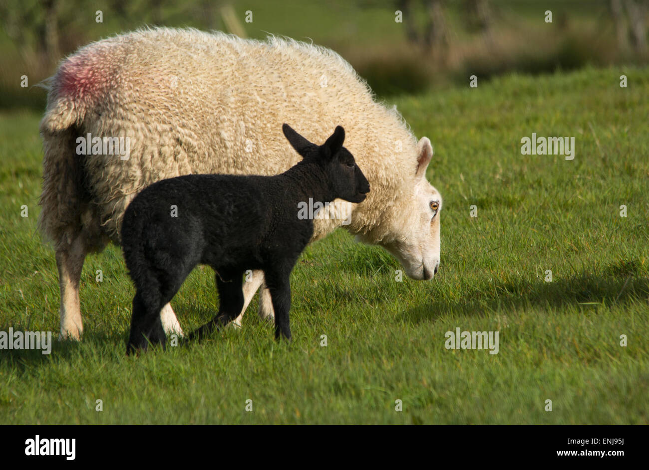 Sheep & Lamb Stock Photo - Alamy