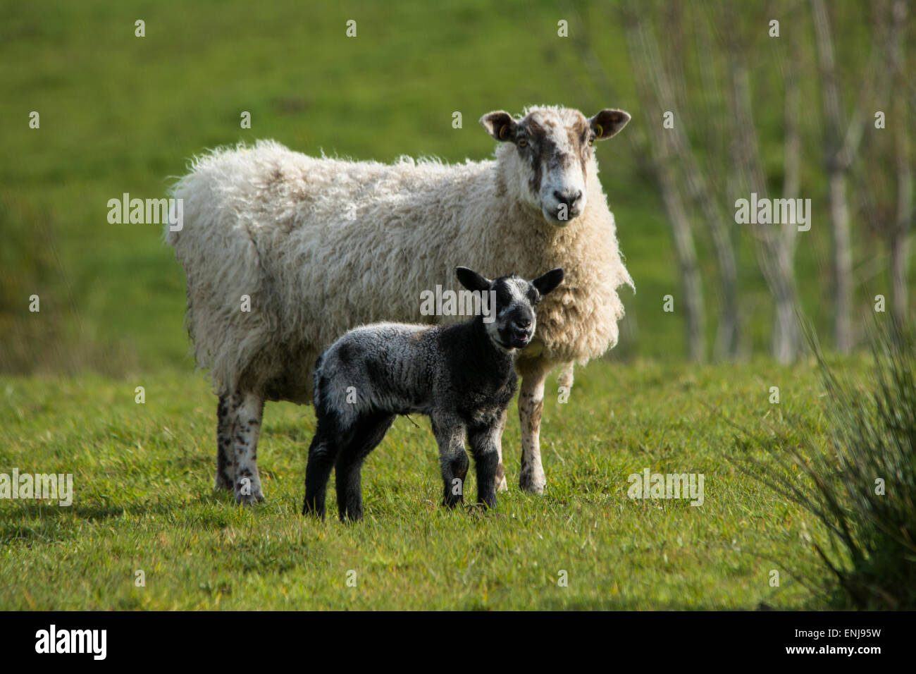 Sheep & Lamb Stock Photo - Alamy