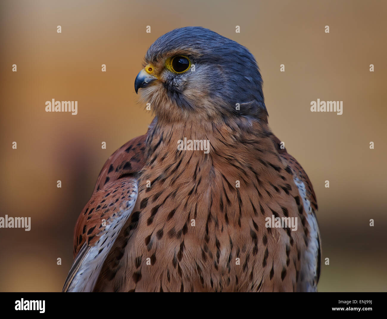Common kestrel bird prey hi-res stock photography and images - Alamy