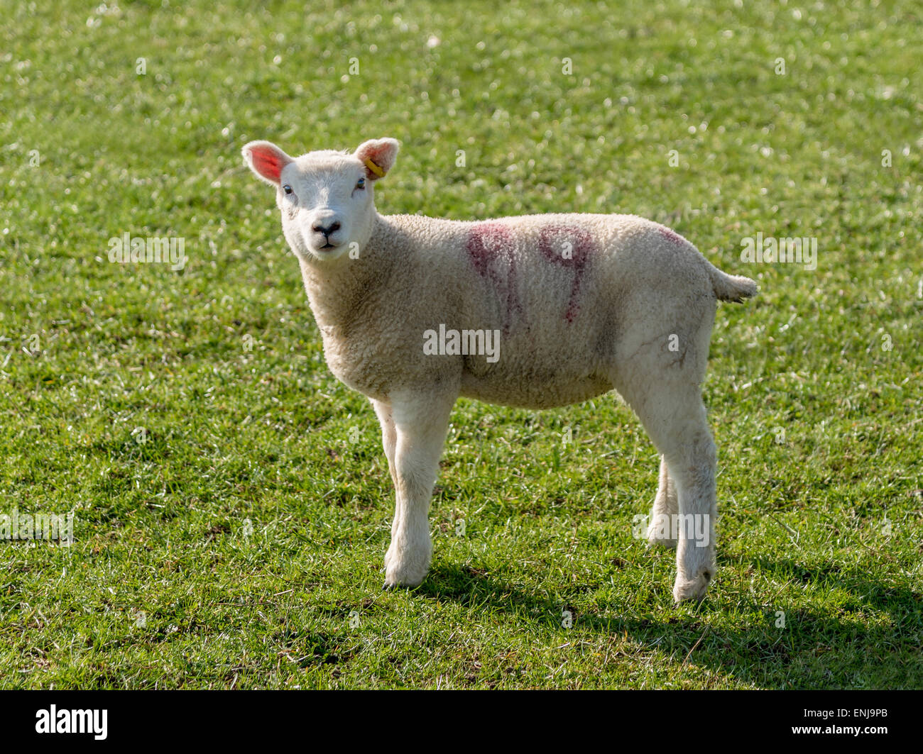 Young spring lamb in grass field Stock Photo - Alamy