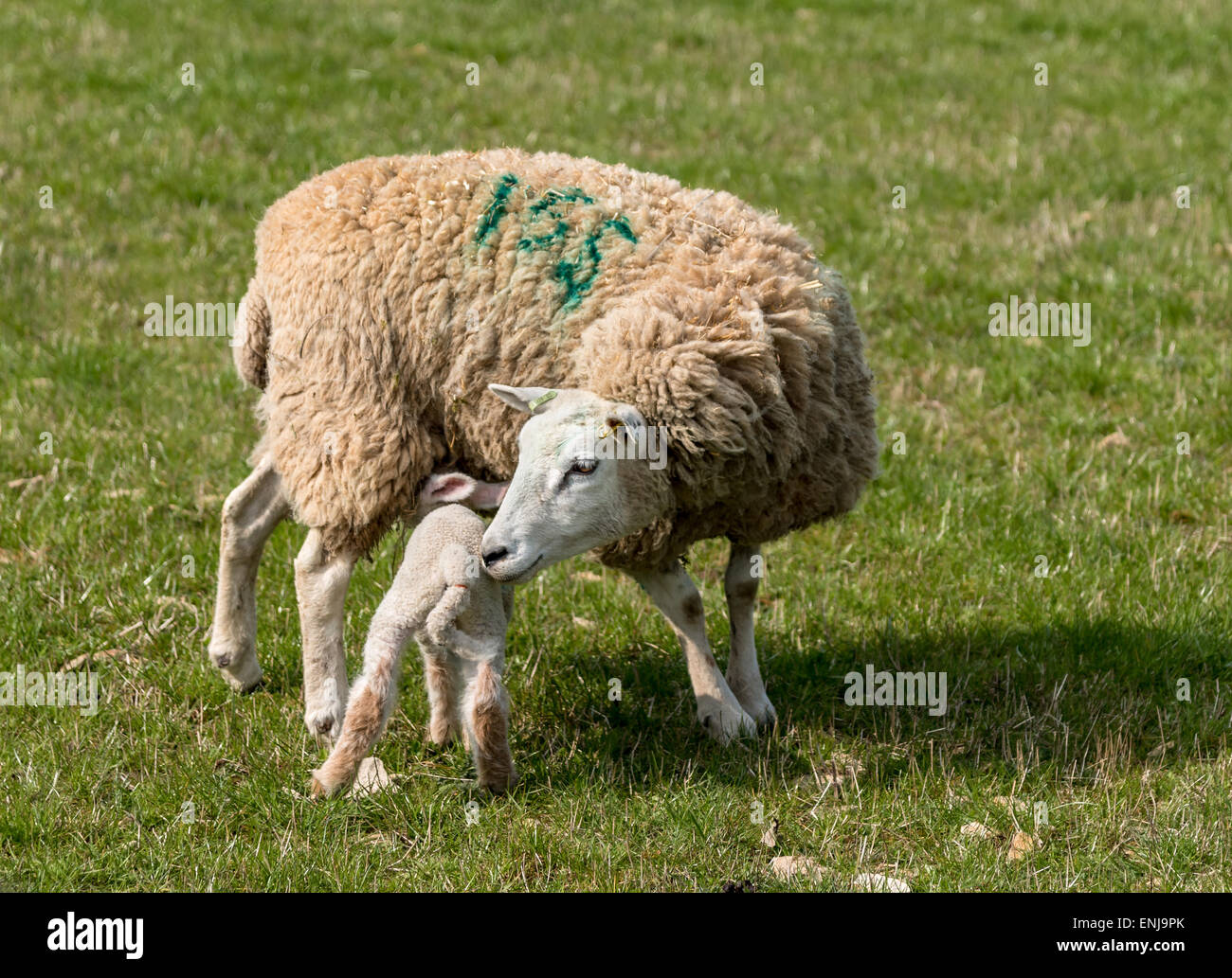 Young spring lamb and mother in grass field Stock Photo - Alamy