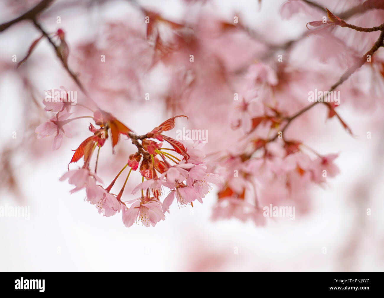 Up cherry blossoms hi-res stock photography and images - Alamy