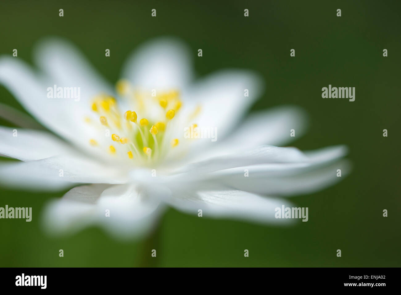 Close up of a double white Anemone Nemerosa with soft background Stock ...