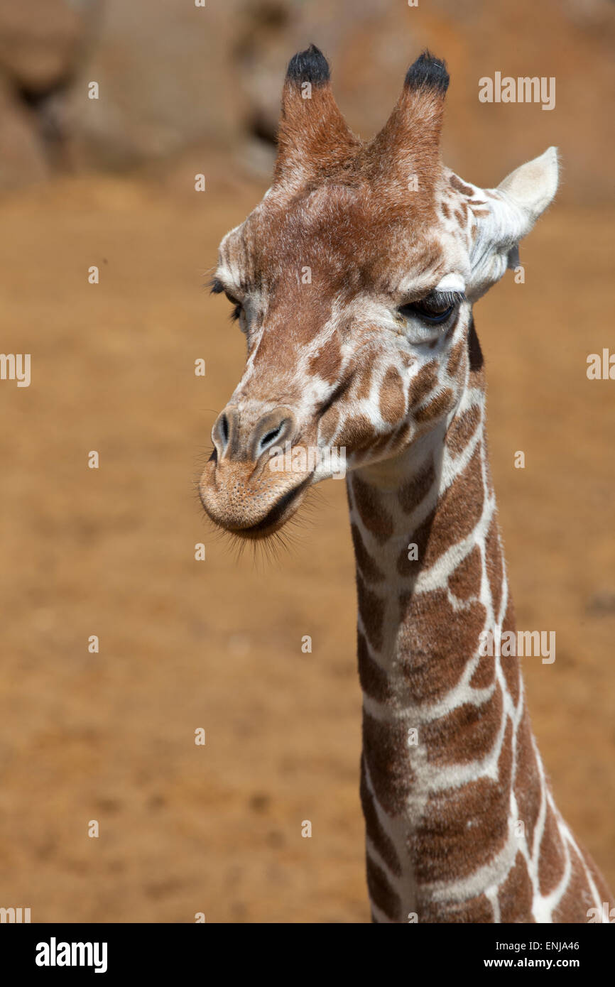 Portrait view of a young Reticulated Giraffe head and Neck Stock Photo ...