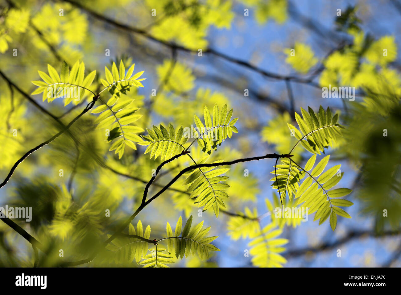 green young leaves of mountain ash Stock Photo - Alamy