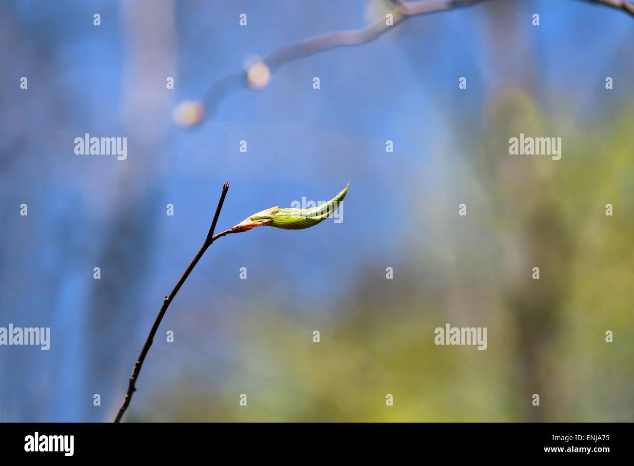 Young green sprout Stock Photo - Alamy