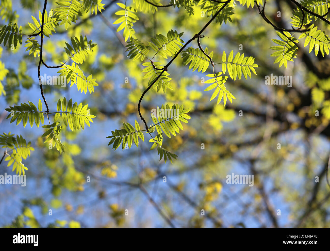 New forest mountain ash hi-res stock photography and images - Alamy
