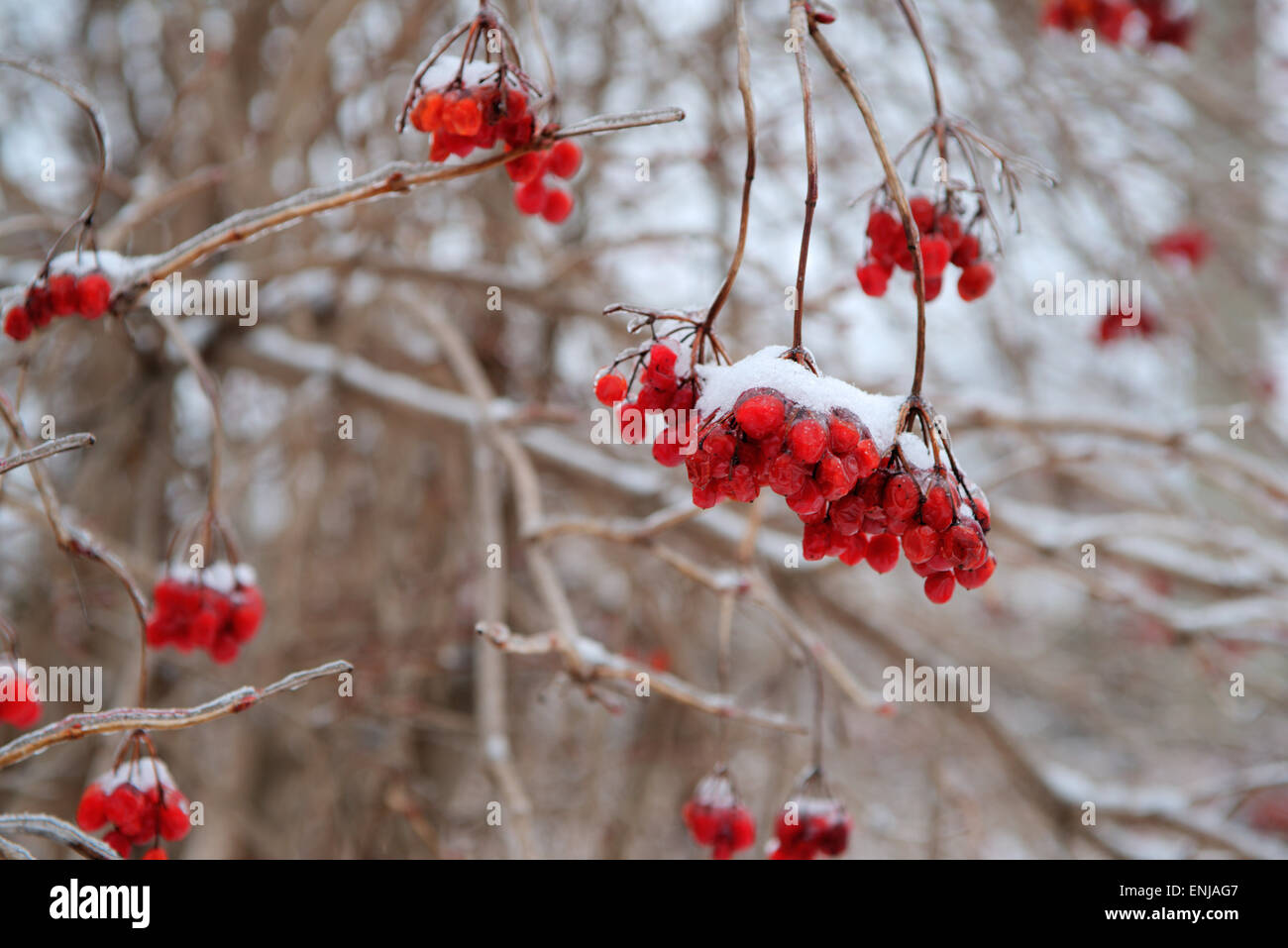 red fruits of rowanberry covered with snow Stock Photo - Alamy