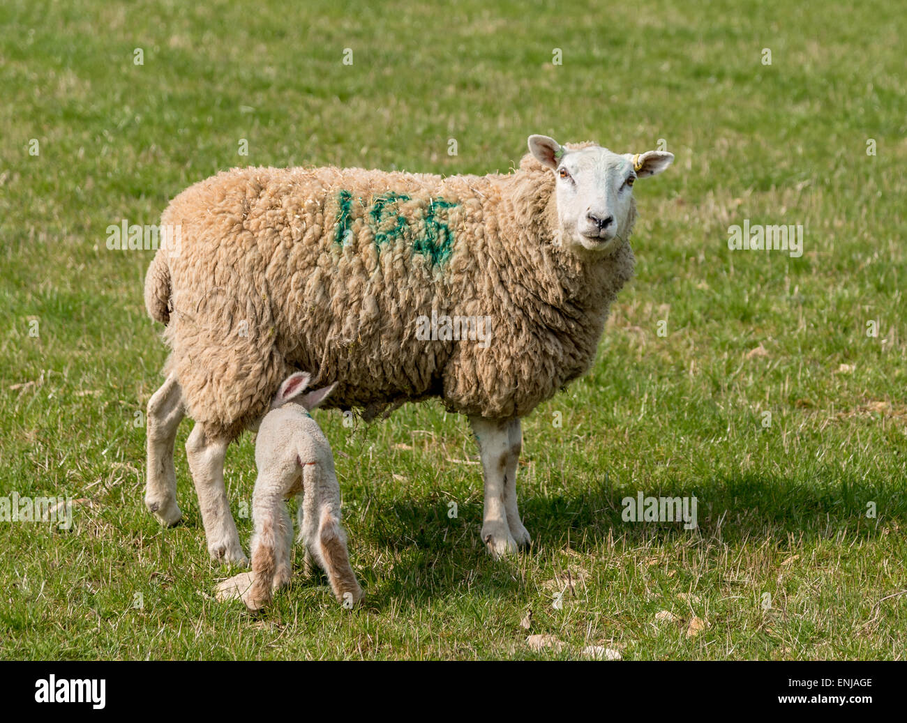 Young spring lamb and mother in grass field Stock Photo - Alamy