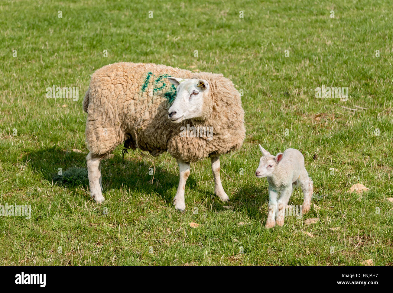 Young spring lamb and mother in grass field Stock Photo - Alamy