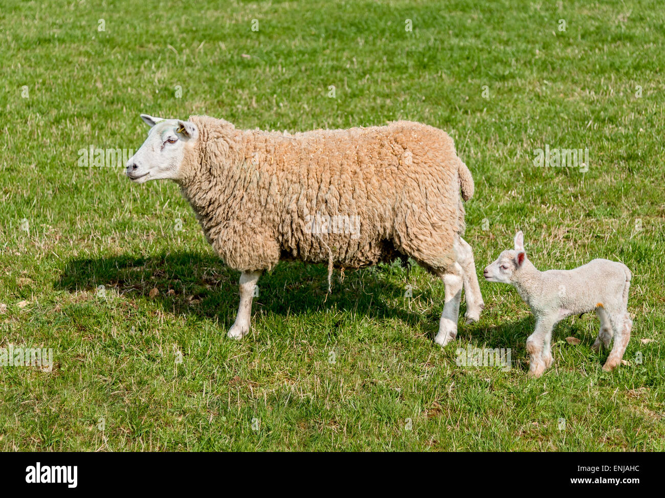 Young spring lamb and Mother in grass field Stock Photo - Alamy