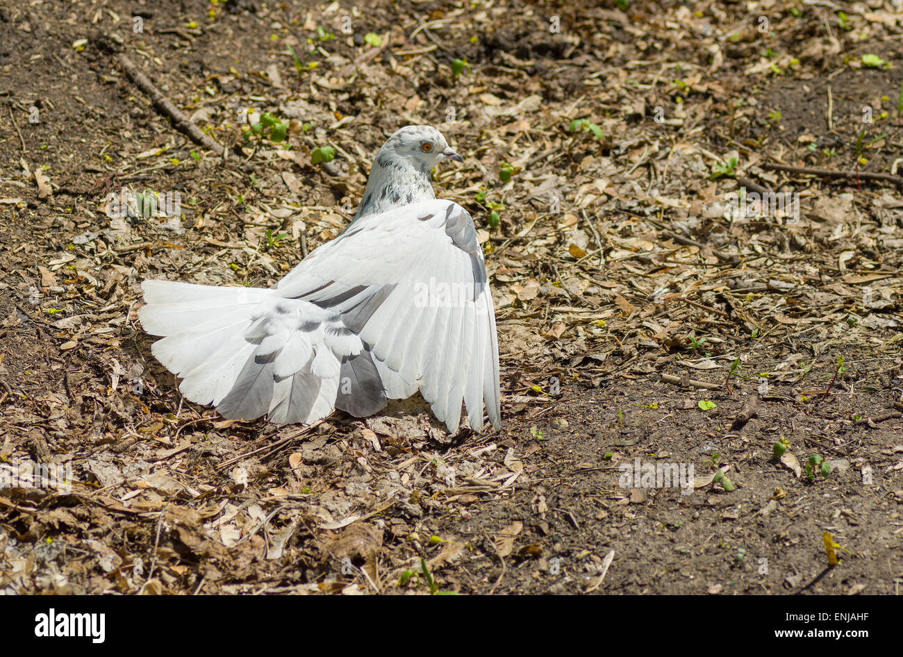 Pigeon taking sun bath at warm spring day Stock Photo - Alamy