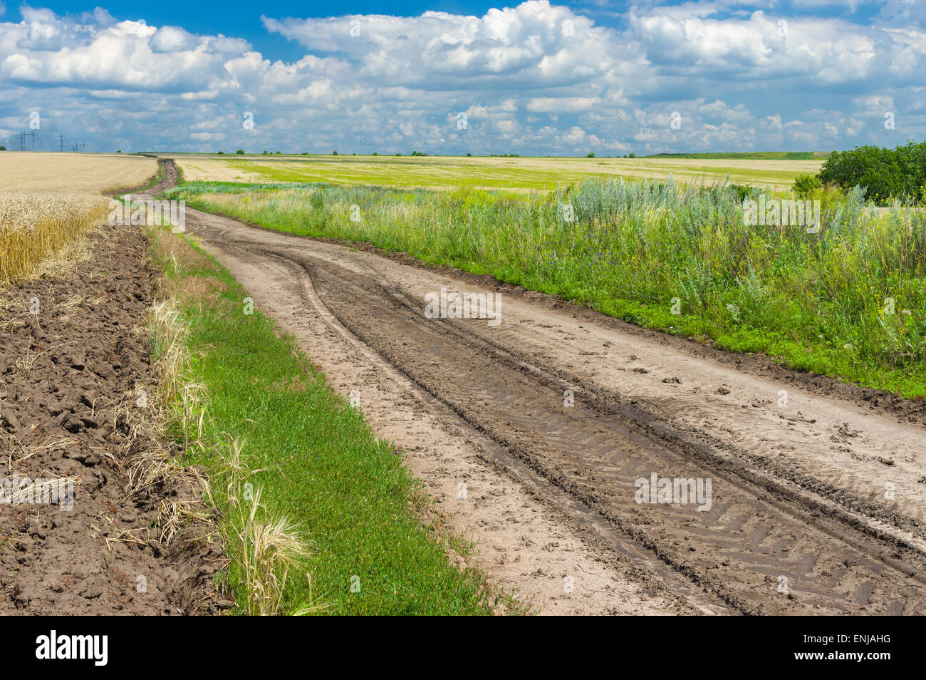Classic Ukrainian summer landscape with corn fields and road Stock ...