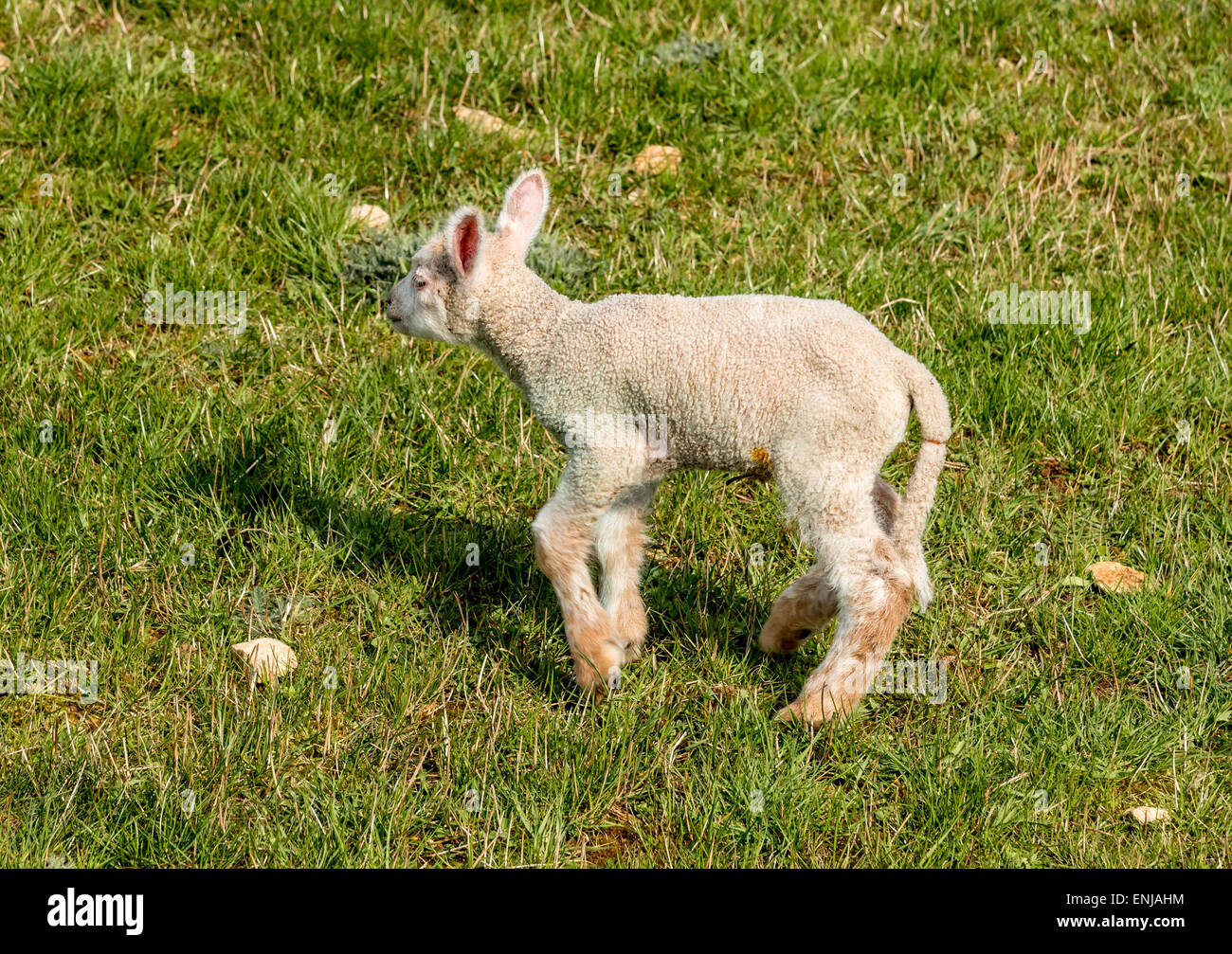 Cute spring hi-res stock photography and images - Alamy