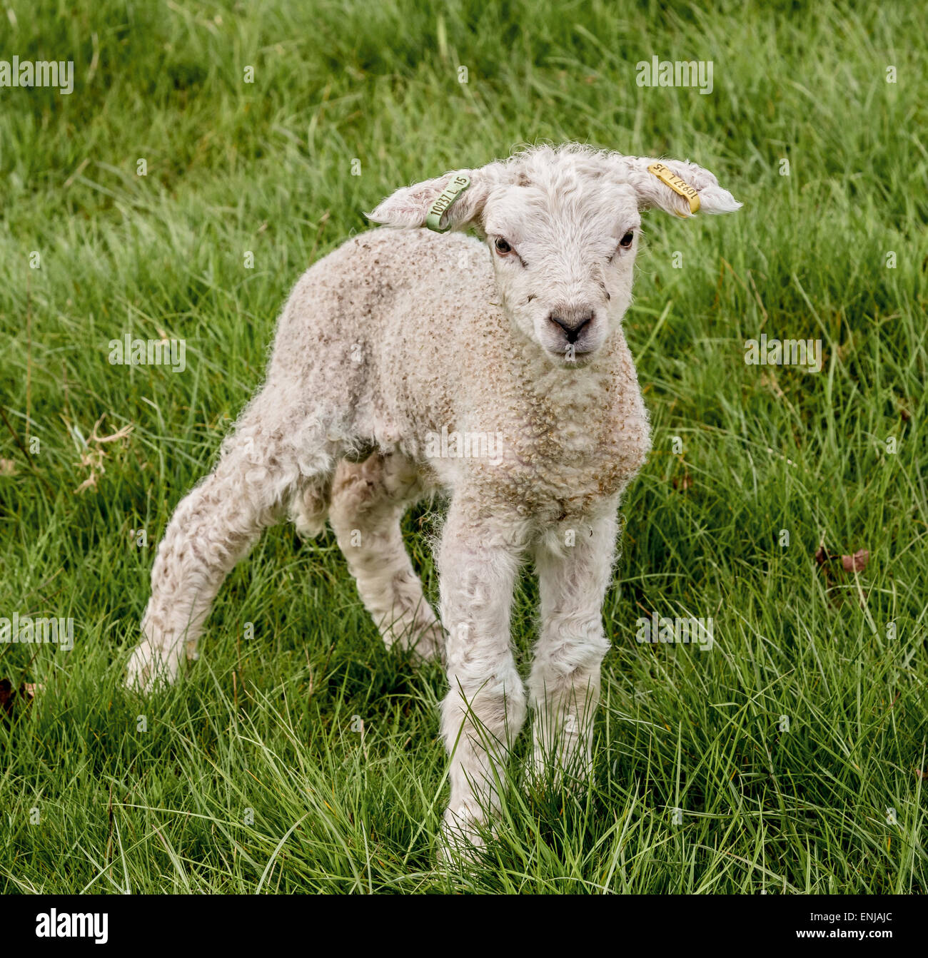 Young spring lamb in grass field Stock Photo - Alamy