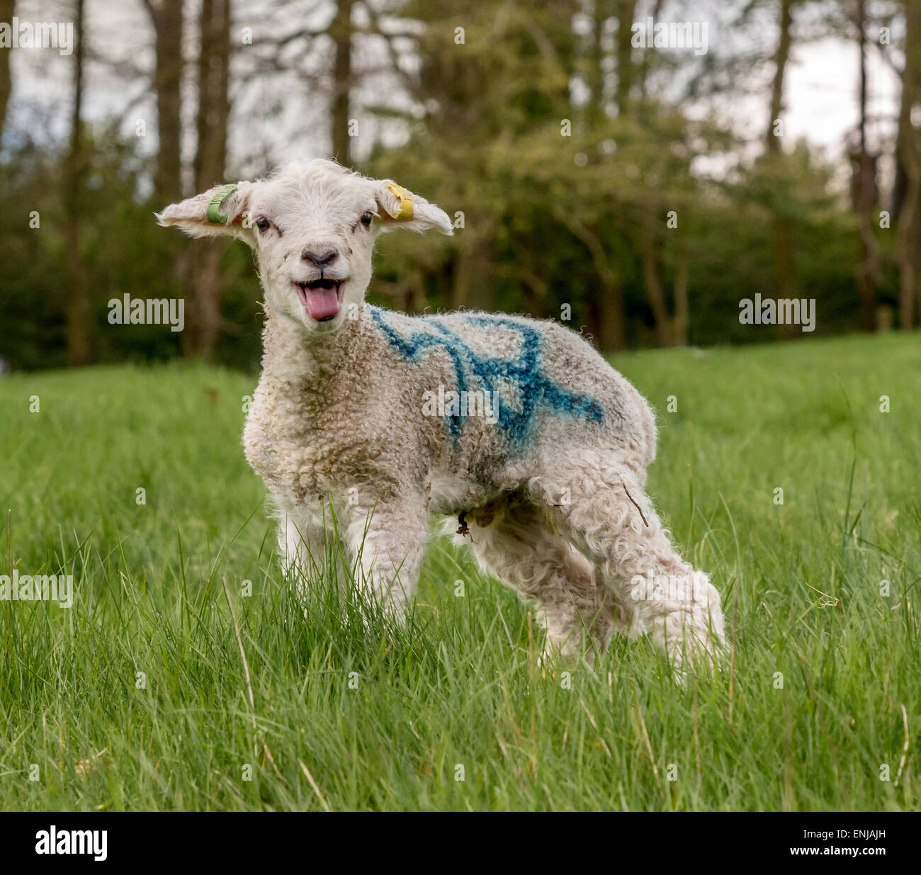 Young spring lamb in grass field Stock Photo - Alamy