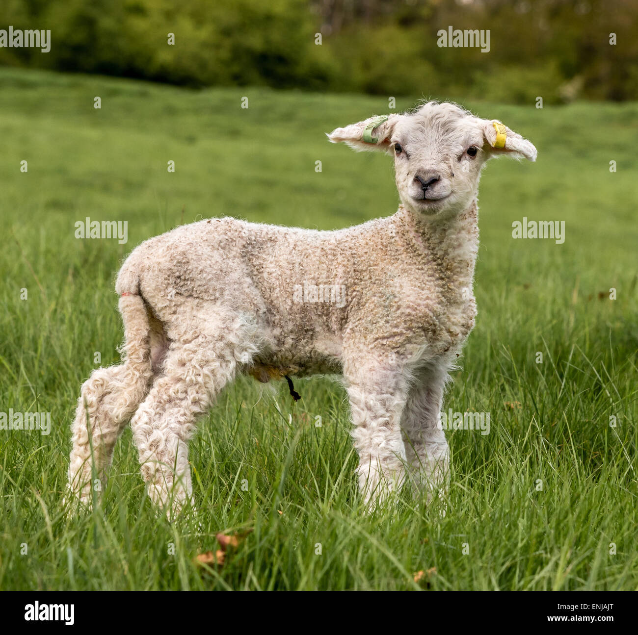Young spring lamb in grass field Stock Photo - Alamy