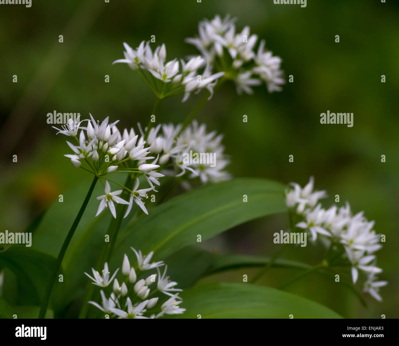 Wood garlic flower hi-res stock photography and images - Alamy