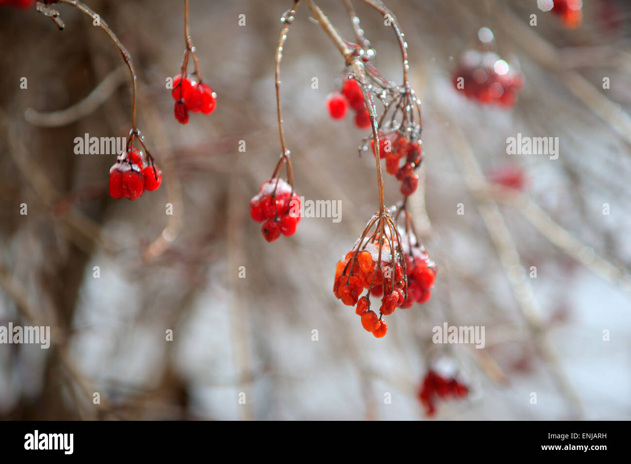 red fruits of rowanberry covered with snow Stock Photo - Alamy