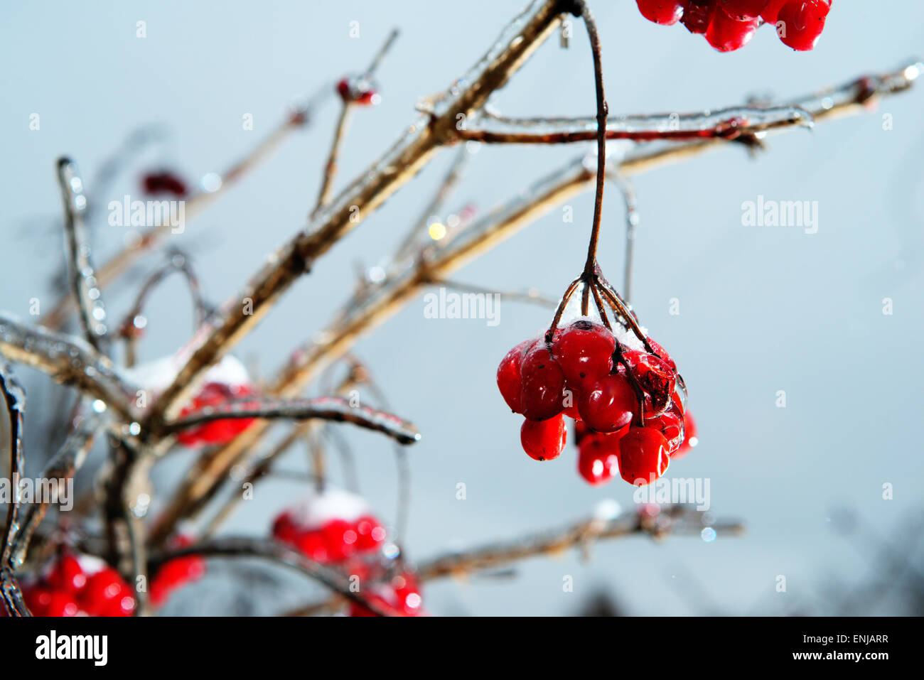 red fruits of rowanberry covered with snow Stock Photo - Alamy
