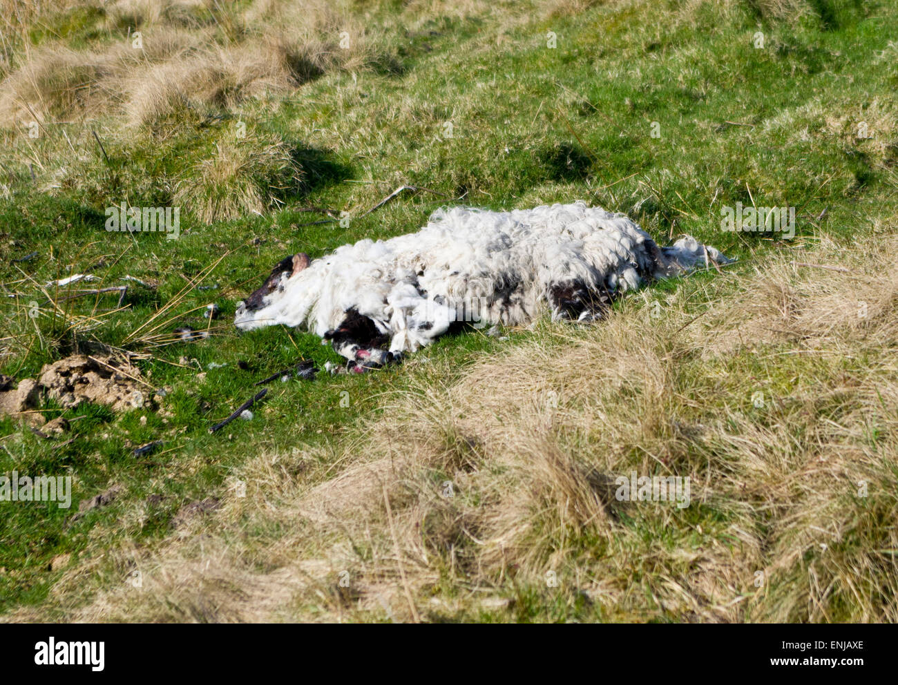 Body of dead sheep hi-res stock photography and images - Alamy