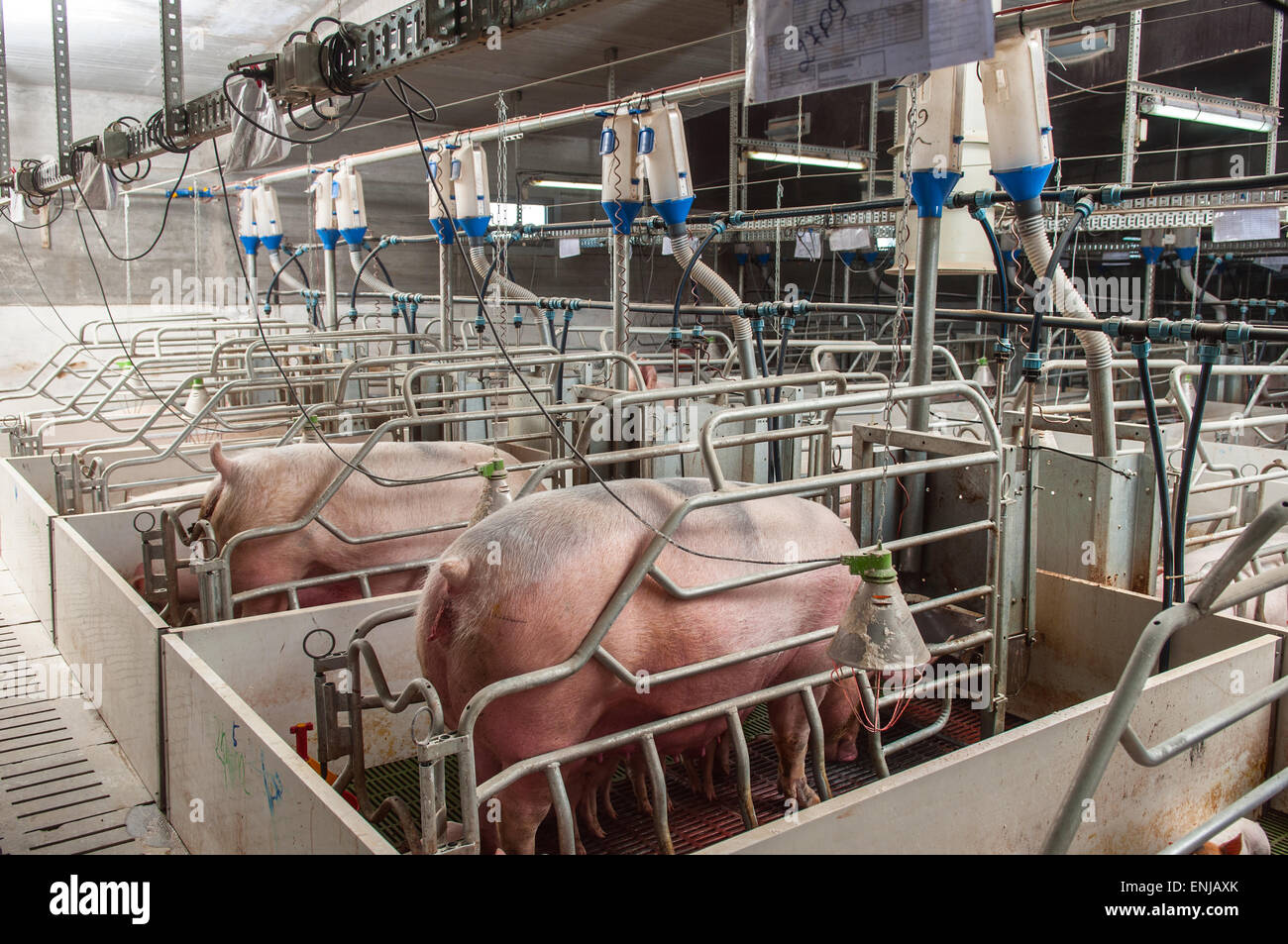 Pork plant with very large pigs in special stalls Stock Photo - Alamy