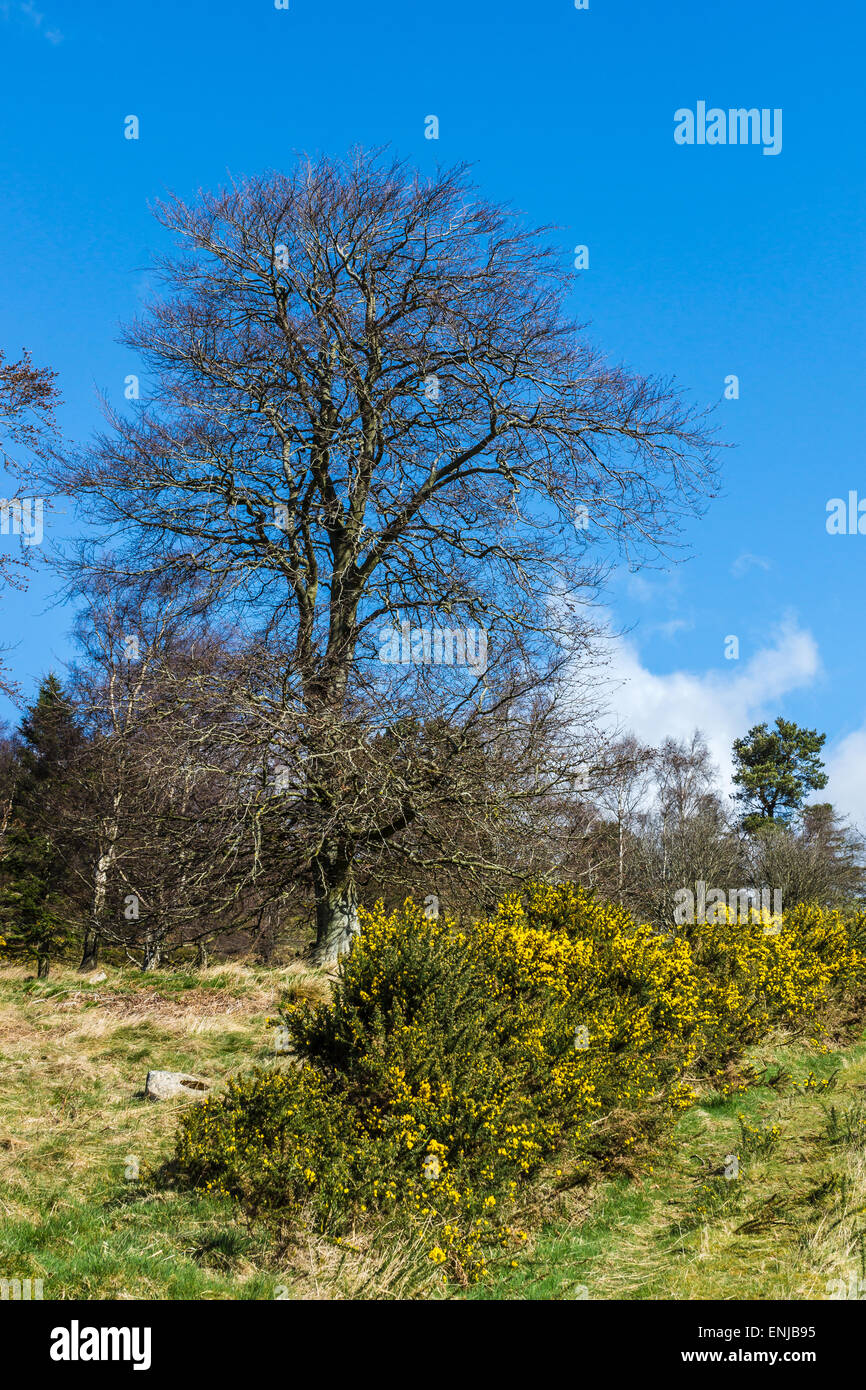 Gorse trees hi-res stock photography and images - Alamy