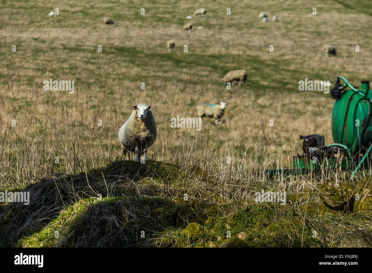 Sheep in a field Stock Photo - Alamy