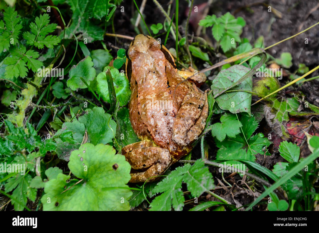 common toad crawling between herbs and grass Stock Photo - Alamy