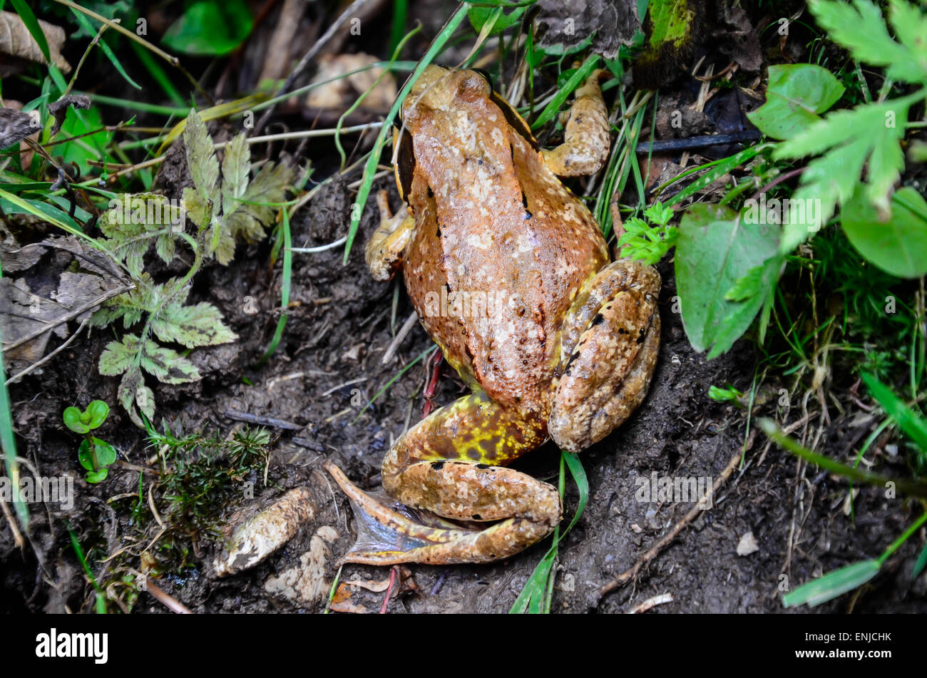 common toad crawling between herbs and grass Stock Photo - Alamy