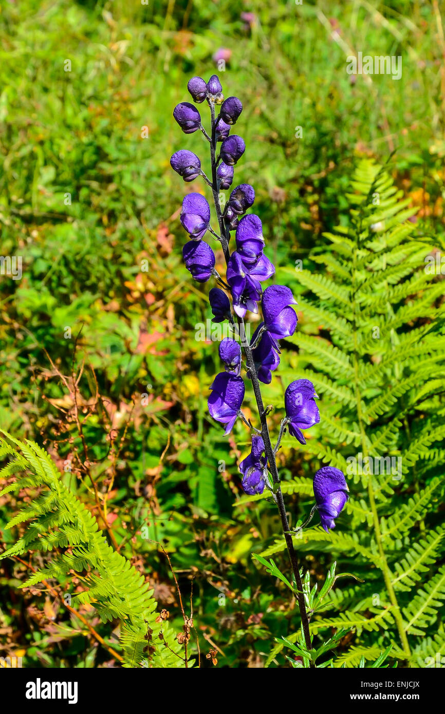 wild flowers devil's helmet Stock Photo - Alamy