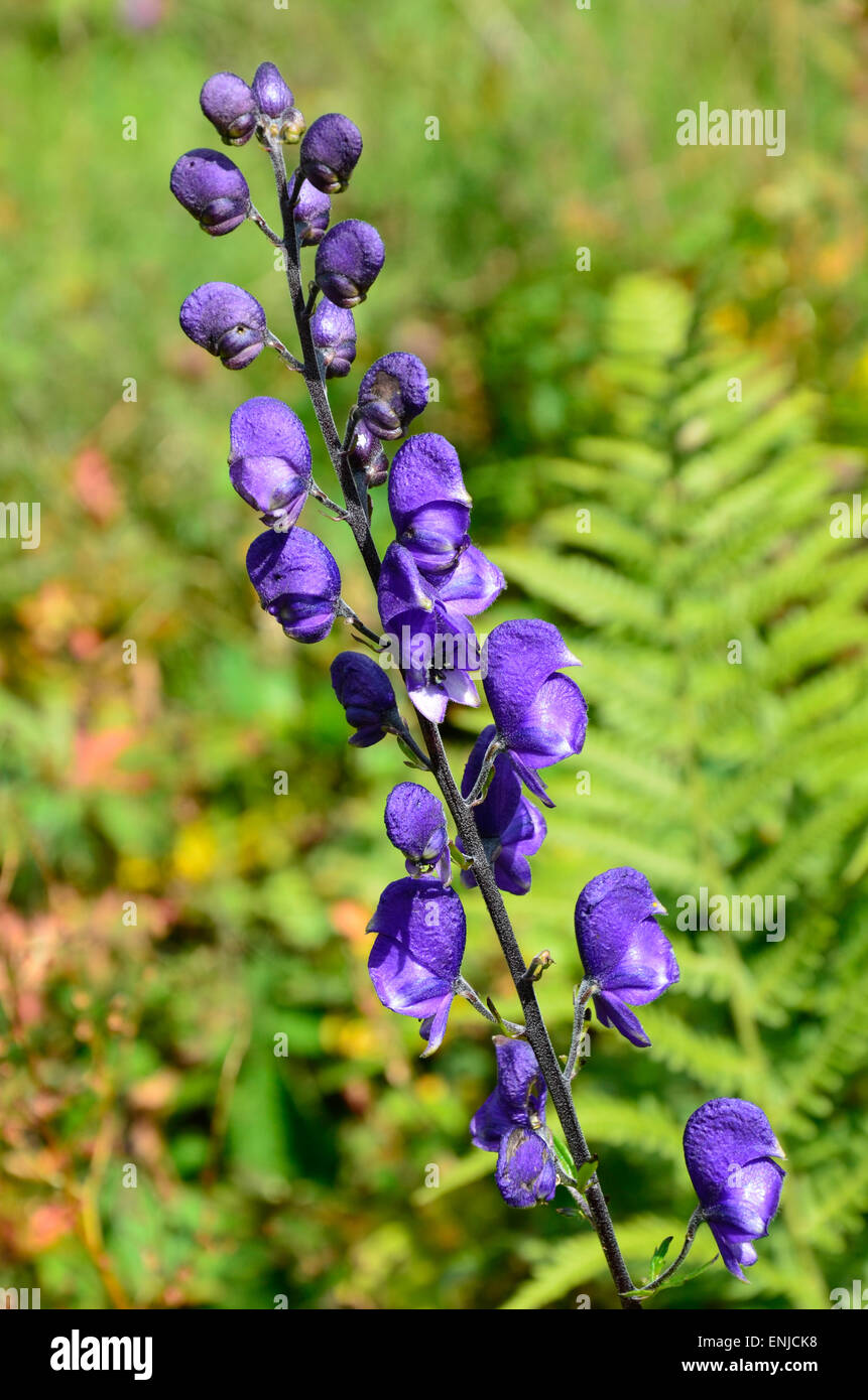 Devils Helmet High Resolution Stock Photography and Images - Alamy