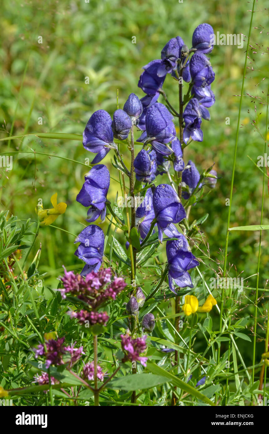 wild flowers devil's helmet Stock Photo - Alamy