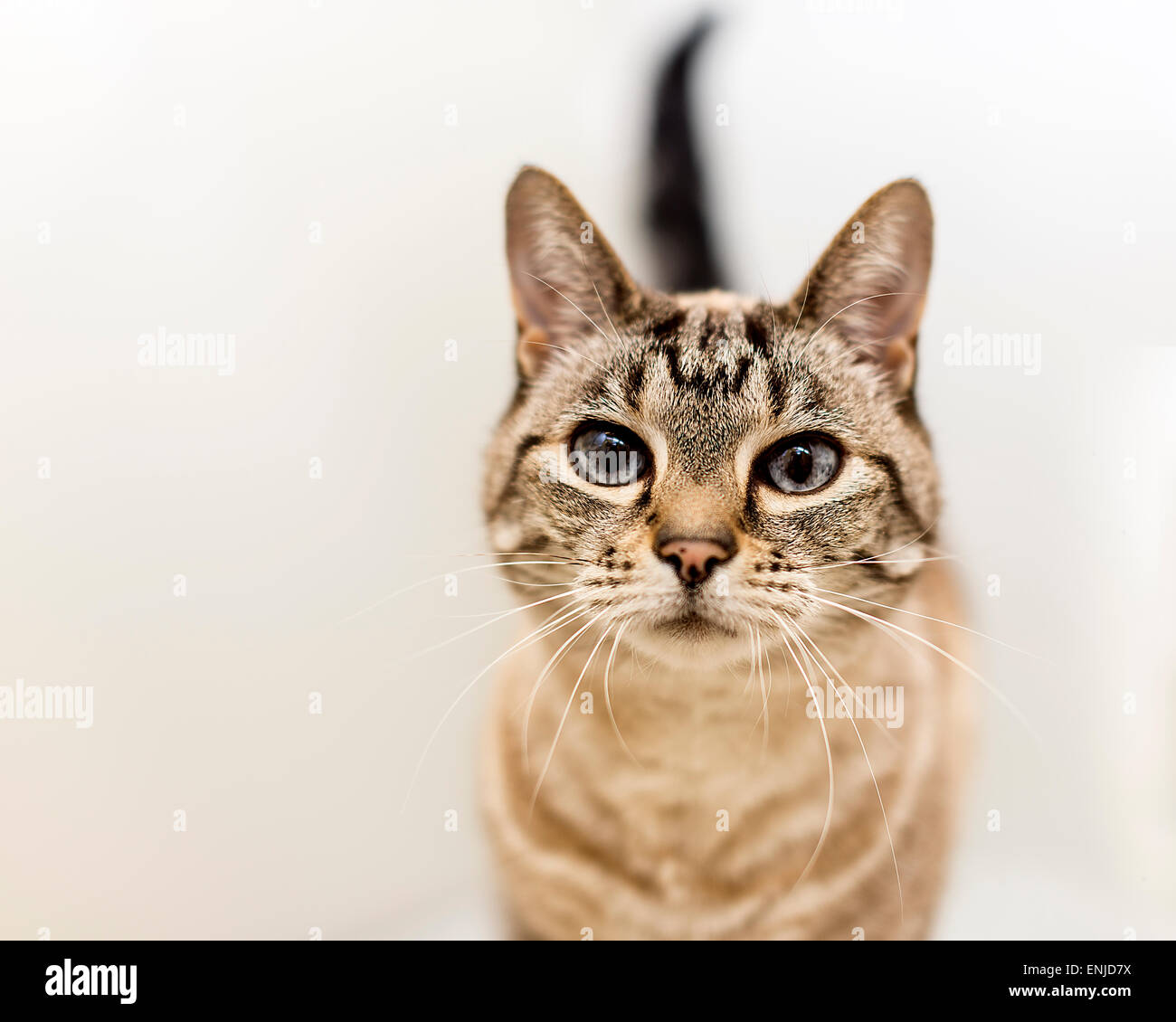 Bengal cat marbled bengal hi-res stock photography and images - Alamy
