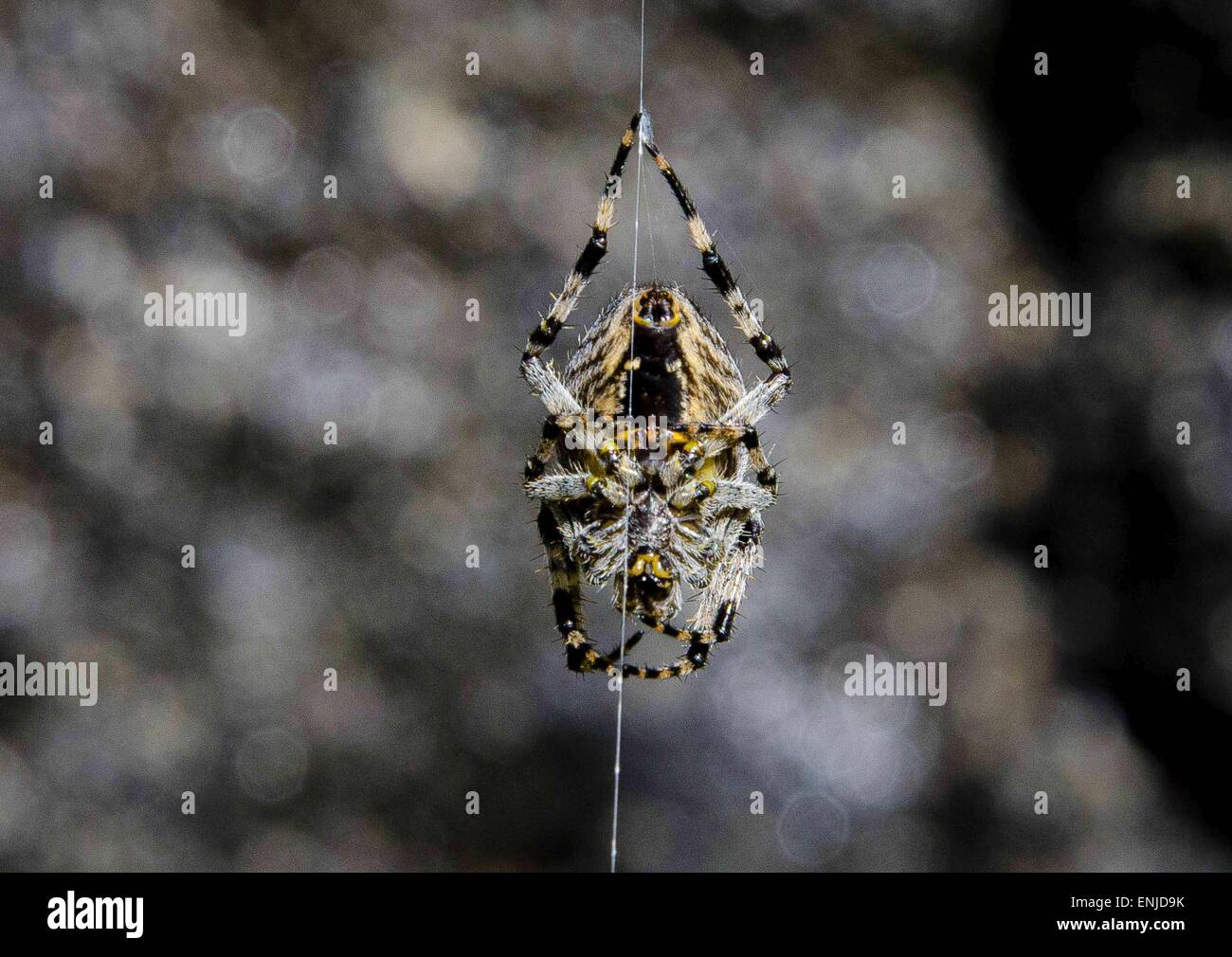 Spider spinning weaving hi-res stock photography and images - Alamy