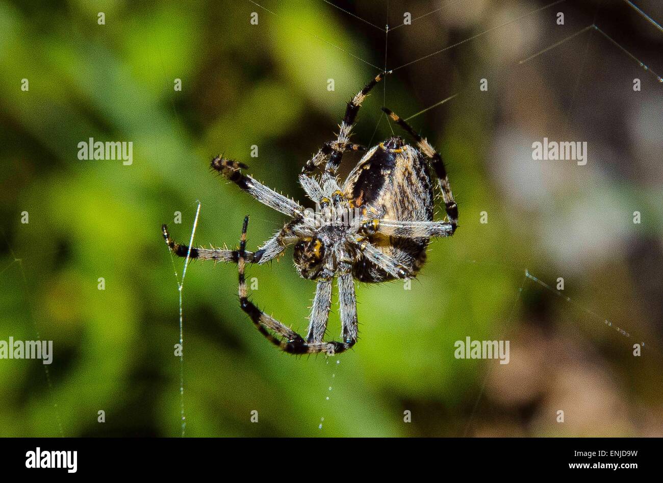 Huge spider web hi-res stock photography and images - Alamy